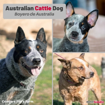 Australian Cattle Dog o Boyero de Australia | MundoAnimalia