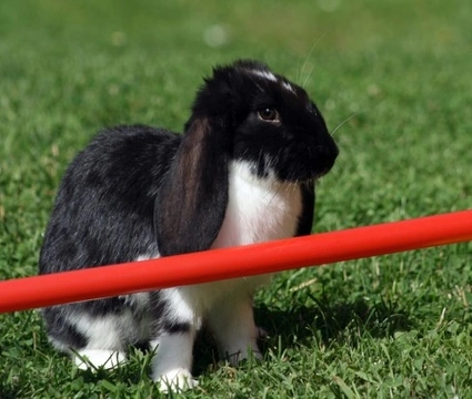 Rabbit Agility: A Guide to Teaching Your Rabbit Tricks | Pets4Homes