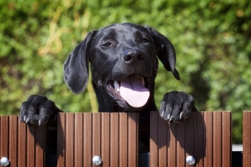 Dog Ownership: How to Be a Good Neighbour | Pets4Homes