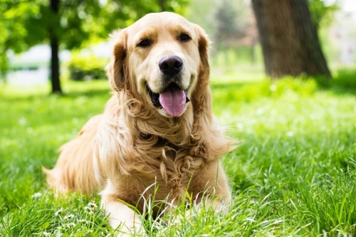 Canine endocarditis: Causes, symptoms and treatment | Pets4Homes