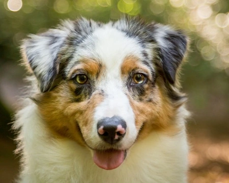 8 Signs Your Dog’s Faeces Reveal About Their Health | Pets4Homes