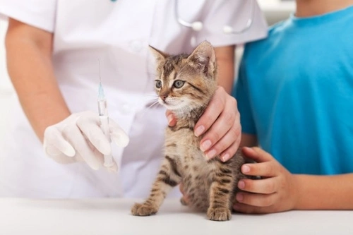 All about feline parvovirus | Pets4Homes