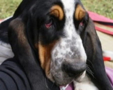 Basset Hound è un cane pigro? Caratteristiche e doti della razza | AnnunciAnimali