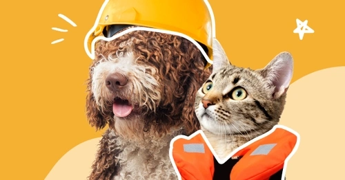 The new Pets4Homes | Pets4Homes