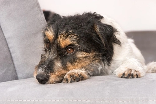 Bacterial Enteritis in Dogs: Causes, Symptoms & Treatment | Pets4Homes