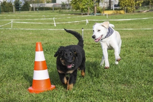 Complete Guide to Canine Rally: UK’s Newest Dog Sport | Pets4Homes
