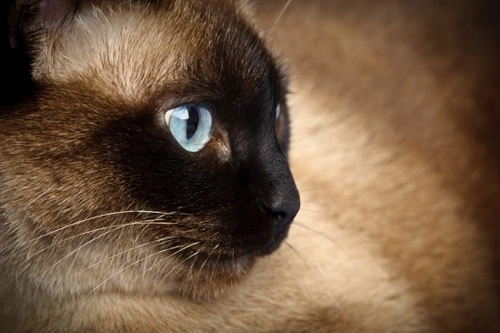 Progressive Retinal Atrophy (PRA) in Cats: Causes & Care | Pets4Homes
