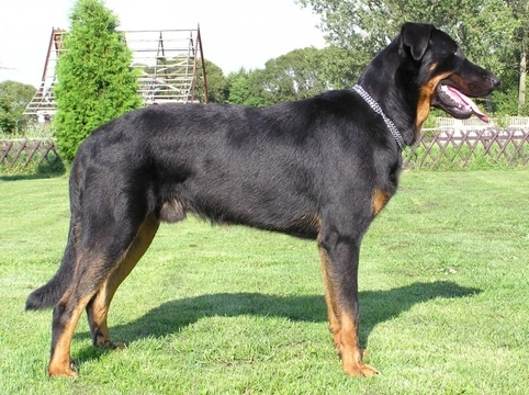 Is the Beauceron dog a good choice of pet? | Pets4Homes