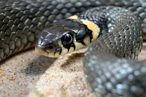 Snakes and Their Senses: How They Navigate Their World | Pets4Homes