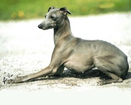 Il Piccolo Levriero Italiano, il più piccolo dei levrieri | AnnunciAnimali