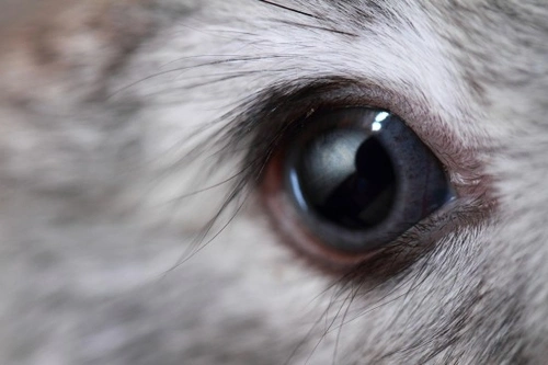 Red Eye in Rabbits: Causes, Symptoms & Care Guide | Pets4Homes