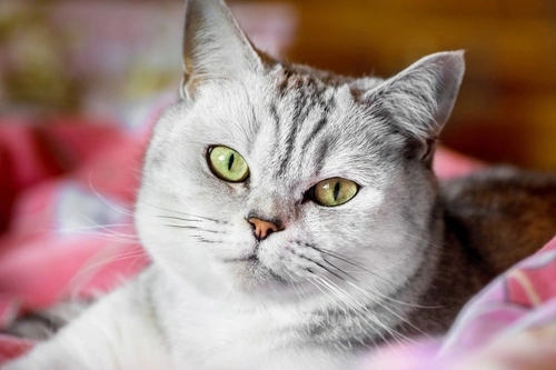 How to Introduce a New Cat into Your Household | Pets4Homes