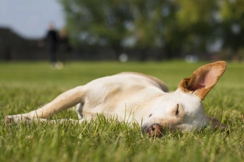 Why Dogs Rub Their Head and Face in the Grass Explained | Pets4Homes