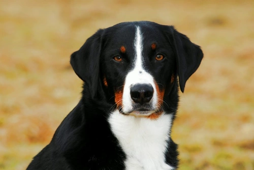 Sepsis in Dogs: Symptoms, Causes and Treatment Options | Pets4Homes