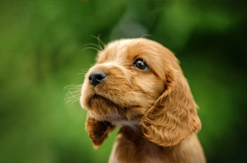 What are the most common causes of poisoning in dogs? | Pets4Homes