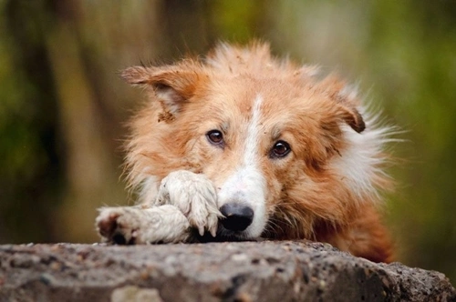What to do if you suspect an animal is being mistreated | Pets4Homes