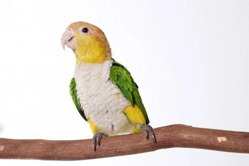 Parrot Species Guide: Caring for the Caique Parrot | Pets4Homes