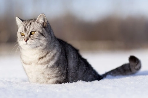 How to protect pets from ice and frost safely | Pets4Homes