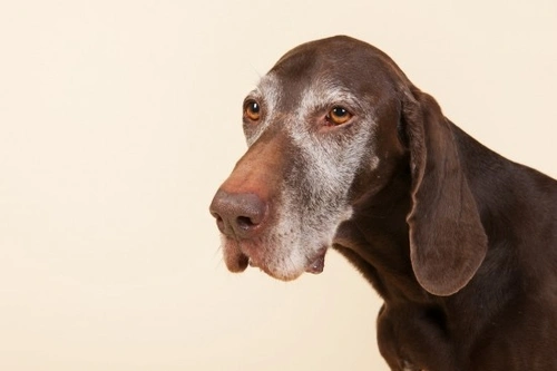 Dog Passing Blood: What to Do and When to Seek Help | Pets4Homes
