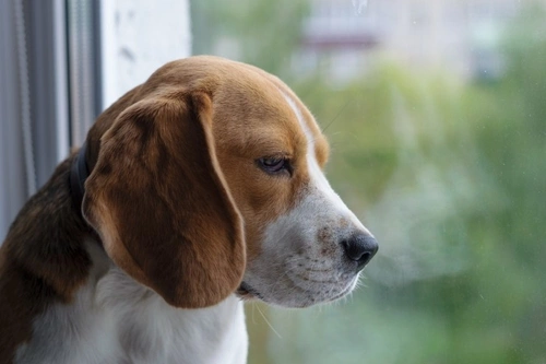How a Dog's Immune System Protects Against Disease | Pets4Homes