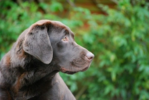 Leverproblemen bij katten en honden: oorzaken, symptomen, behandeling ...