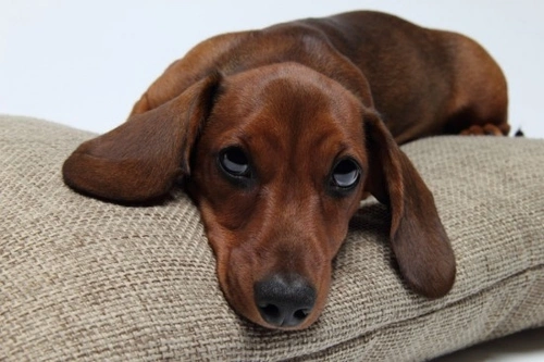 Dealing with a Jealous Dog: Identify and Manage Behaviour | Pets4Homes
