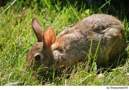 Enfermedades del conejo | MundoAnimalia