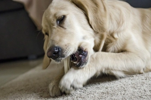 ¿Cómo evitar el mal aliento en perros? | MundoAnimalia