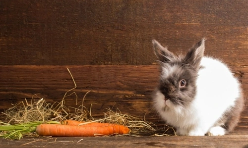 Foods Poisonous or Dangerous for Rabbits: Key Facts 2025 | Pets4Homes