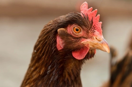 Blindness in Chickens: Causes, Signs and Care Guide | Pets4Homes