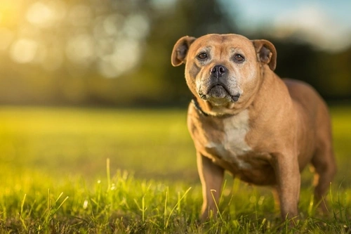 Disseminated Intravascular Coagulation (DIC) in Dogs Explained | Pets4Homes