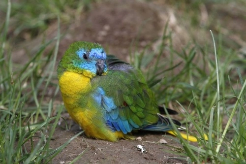 Complete Guide to Caring for Turquoise Parrots | Pets4Homes