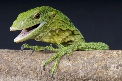 Complete Guide: Caring for Green Tree Monitors as Pets | Pets4Homes