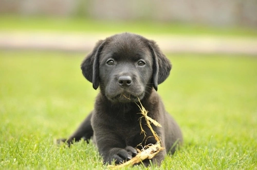 10 Essential Labrador Retriever Facts Before Buying | Pets4Homes