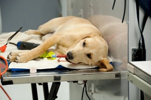 Anaesthesia & Dogs Explained: How It Works and Safety Tips | Pets4Homes
