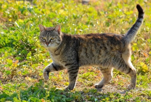 Why Do Cats Visit Neighbours? Understanding Cat Roaming Behaviour ...