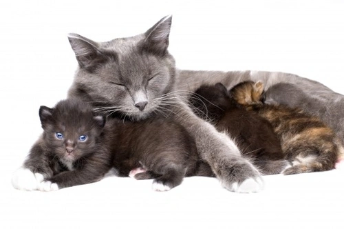 Cat Breeding - The Arrival and Early Days of your Kittens | Pets4Homes