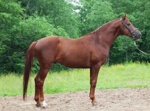 The Modern World of Horse Buying | Pets4Homes