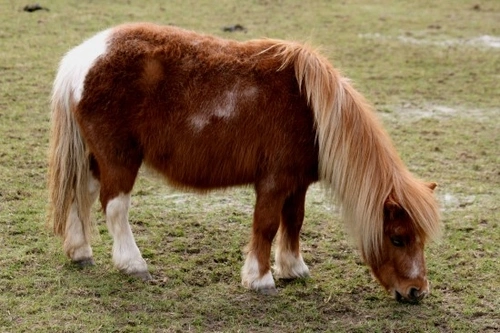 The History of Pit Ponies: Britain's Mining Equine Workers | Pets4Homes