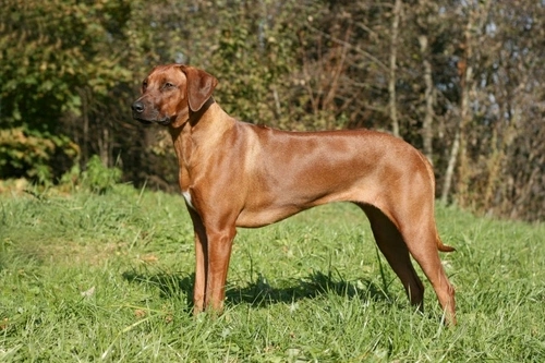 Juvenile Myoclonic Epilepsy in Rhodesian Ridgebacks Explained | Pets4Homes