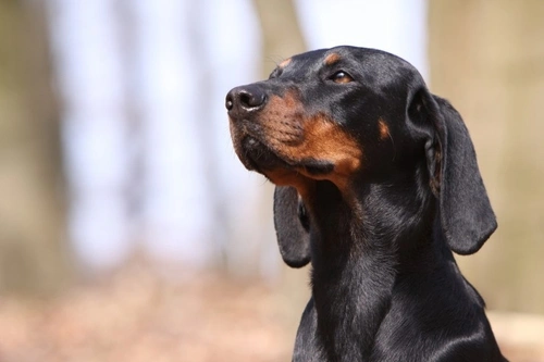 The Gorgeous Austrian Black and Tan Hound | Pets4Homes