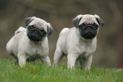 Pug Dog Encephalitis: Causes, Symptoms & Hereditary Testing | Pets4Homes