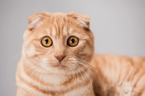 Cat Genetics Part One - What is a Gene? | Pets4Homes