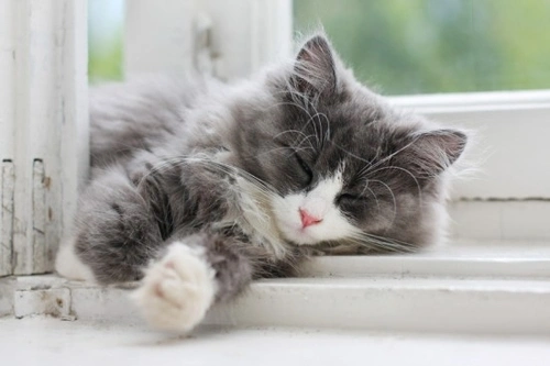 Complete Guide to Understanding Your Cat's Sleeping Habits | Pets4Homes