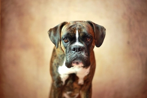 Idiopathic Head Tremors in Dogs: Causes, Breeds & Care | Pets4Homes