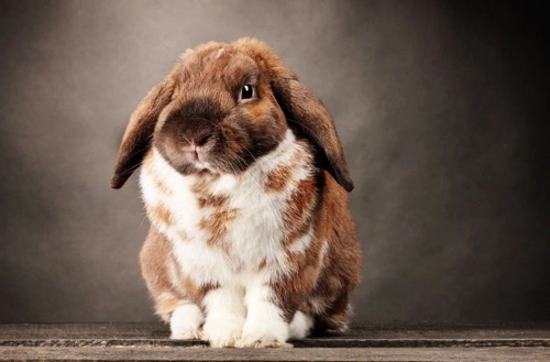 Rabbit Care Calendar: Month-by-Month Guide for Your Rabbit | Pets4Homes