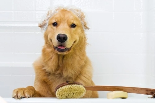 How to Keep Your Home Clean and Hygienic with a Dog | Pets4Homes