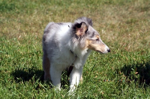 Leukopenia in Dogs: Symptoms, Causes & Effective Treatment | Pets4Homes