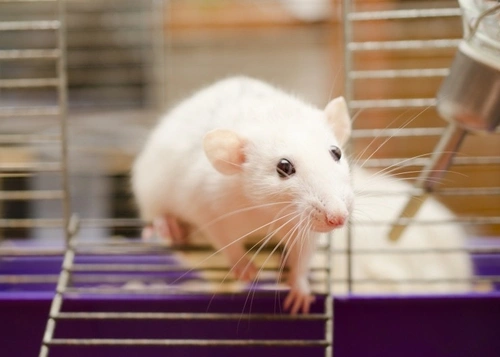 All about rats' teeth and common dental problems | Pets4Homes