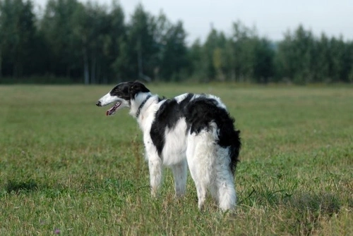 Borzoi Dog Health and Wellness: A Detailed Guide | Pets4Homes